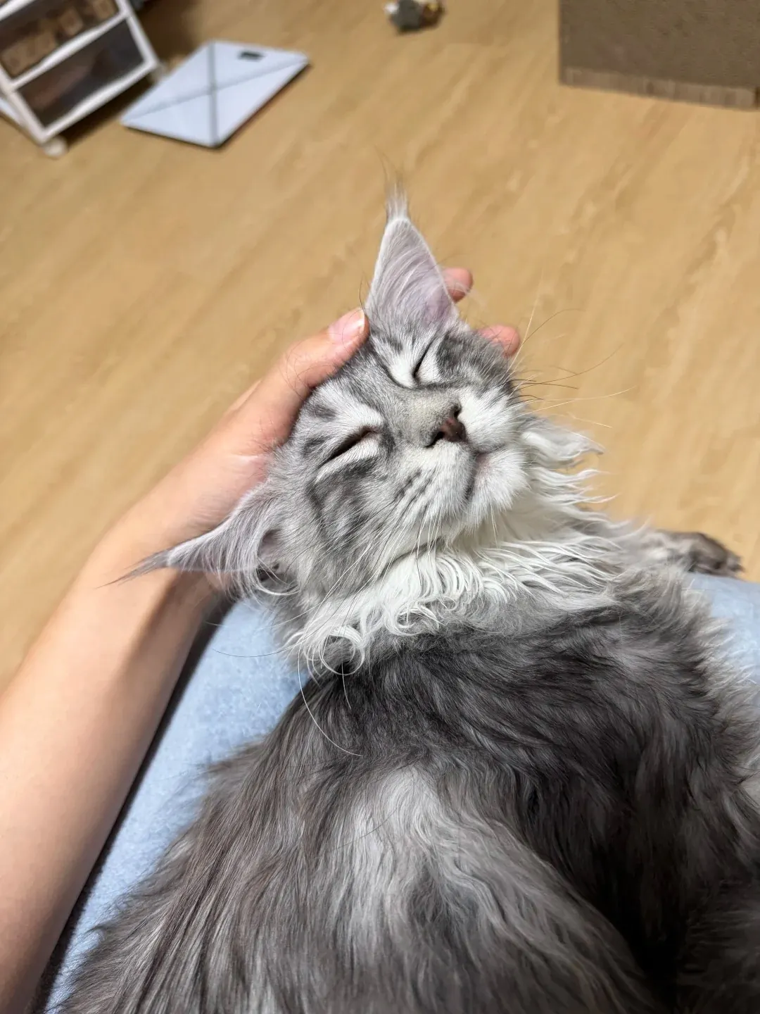 20+ Curiosités Surprenantes sur les Chats - Animimi.fr