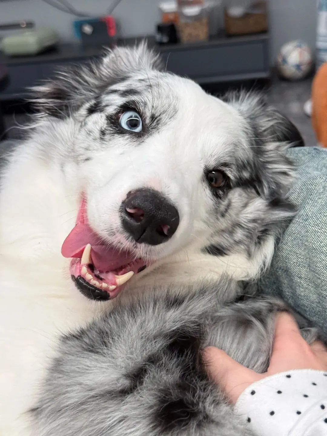 Border Collie Bleu Merle : caractère, génétique, santé et prix