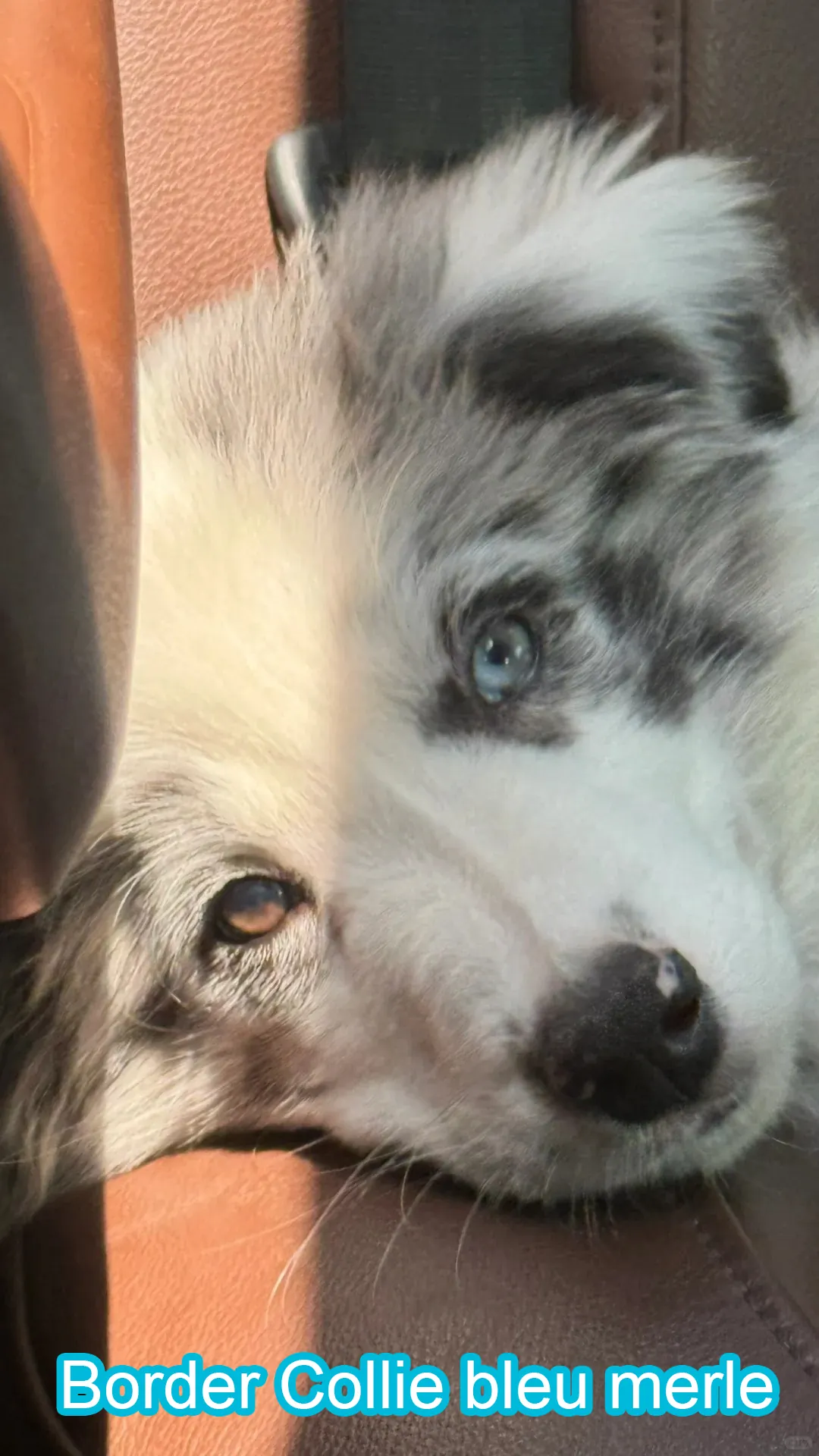 Border Collie Bleu Merle : caractère, génétique, santé et prix